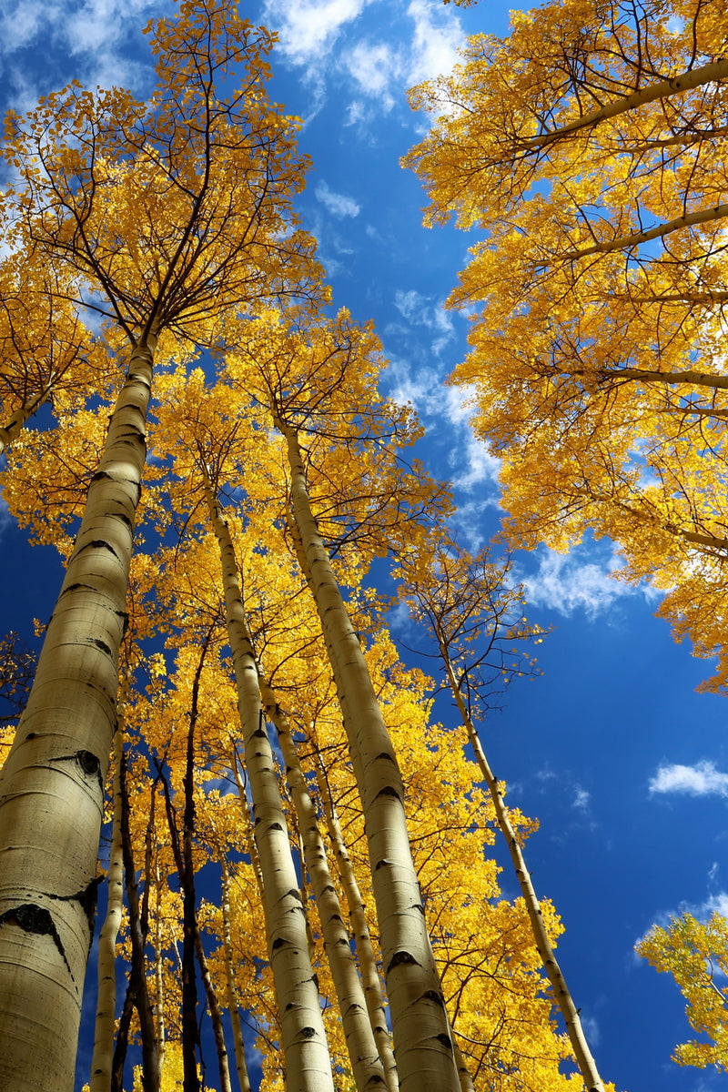 Pando - The Trembling Giant – Pando Coffee